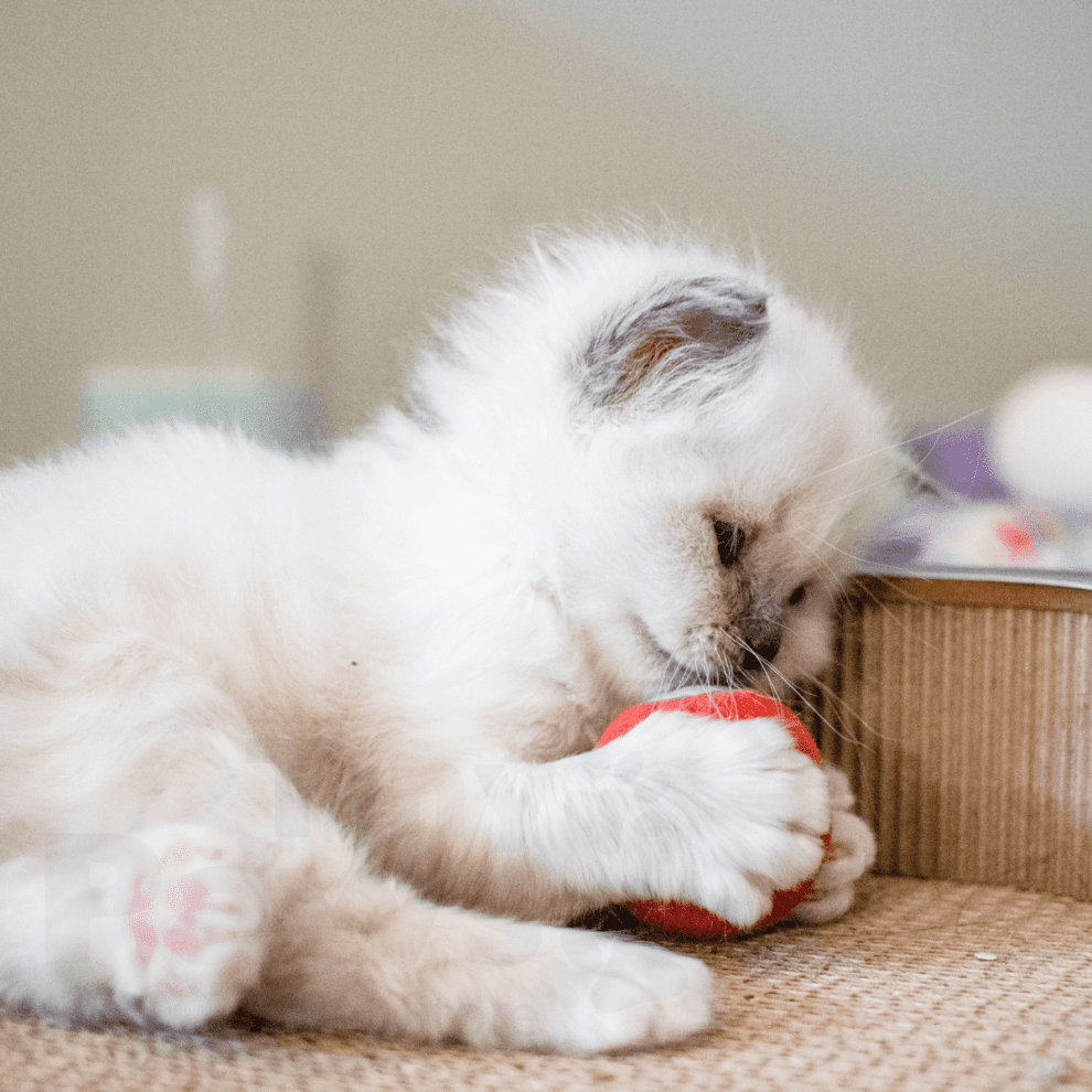 Cheerble Ball M1 - Tiny Paws – Pet Store