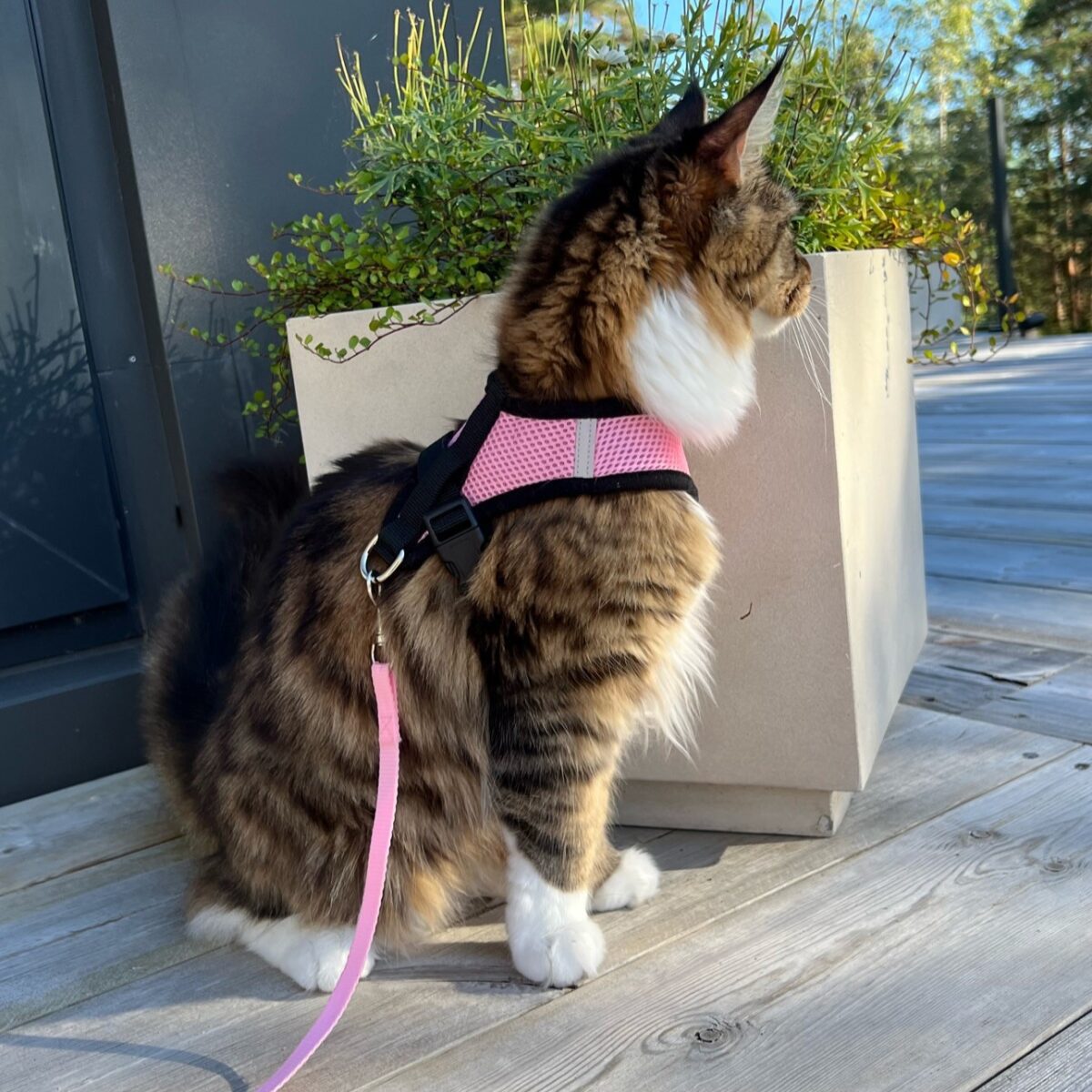 Tiny Paws Fleksibel Sele med refleks - Tiny Paws – Pet Store - Tiny Paws – Pet Store